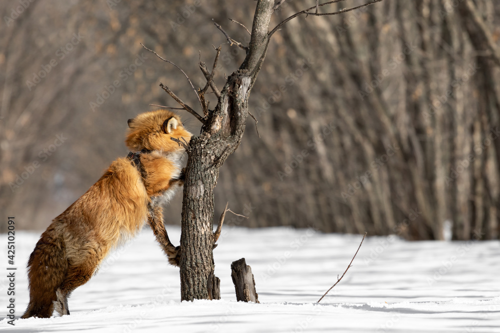 A domestic fox in a harness stands on its hind legs leaning against a ...