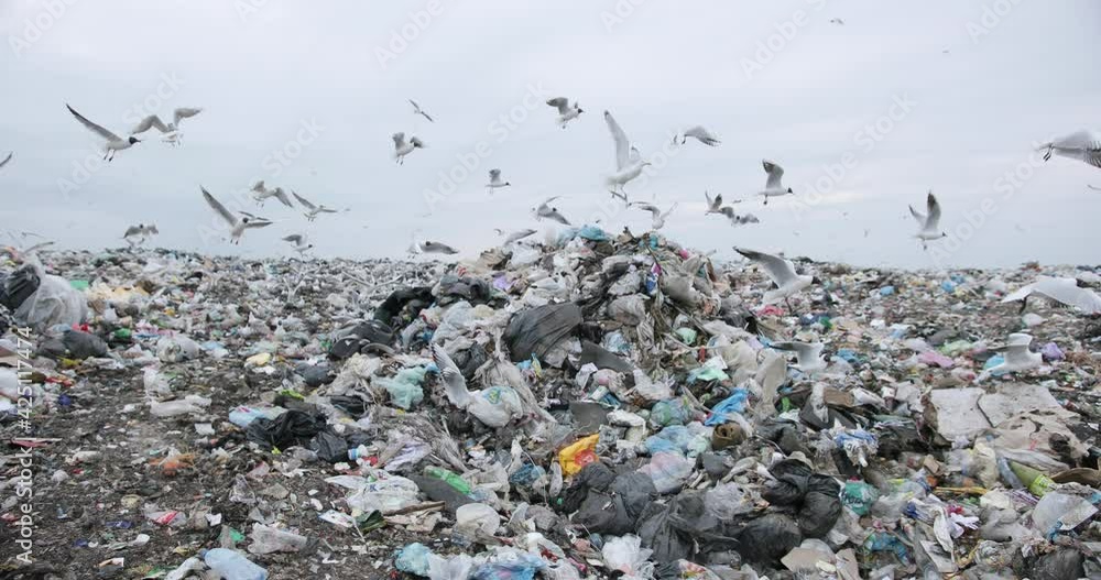 ecological catastrophe of the world. seagulls are flying over the dump ...