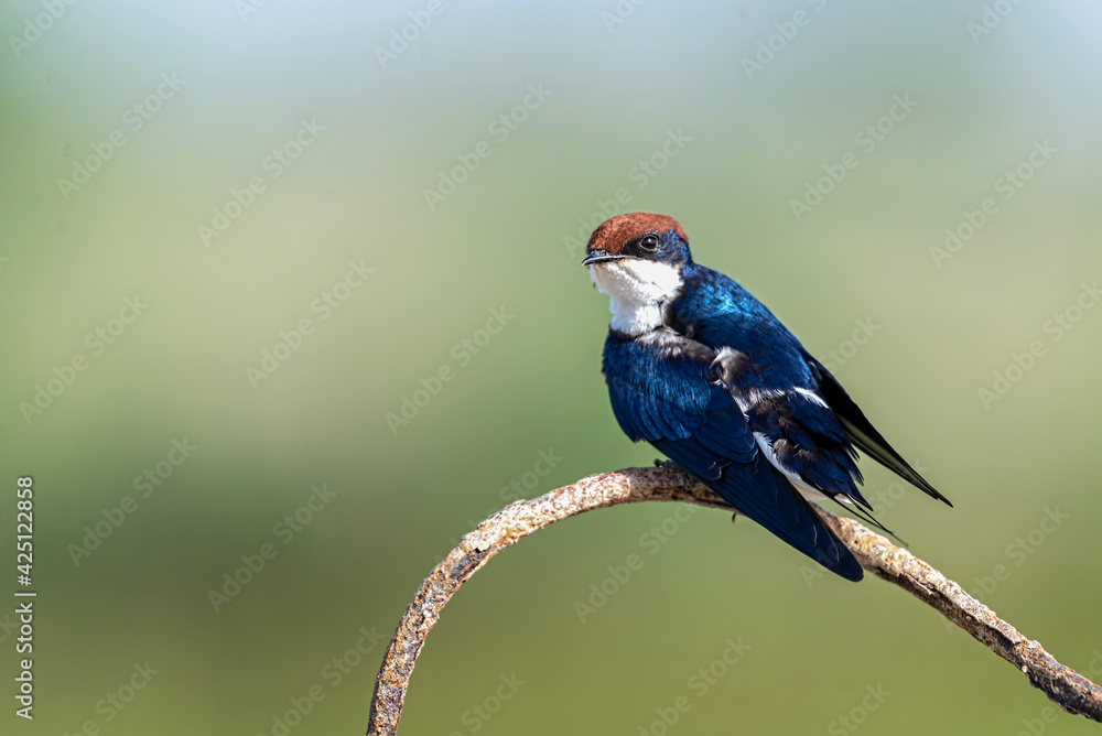 Wire tailed-swallow. The wire-tailed swallow is a small passerine bird ...