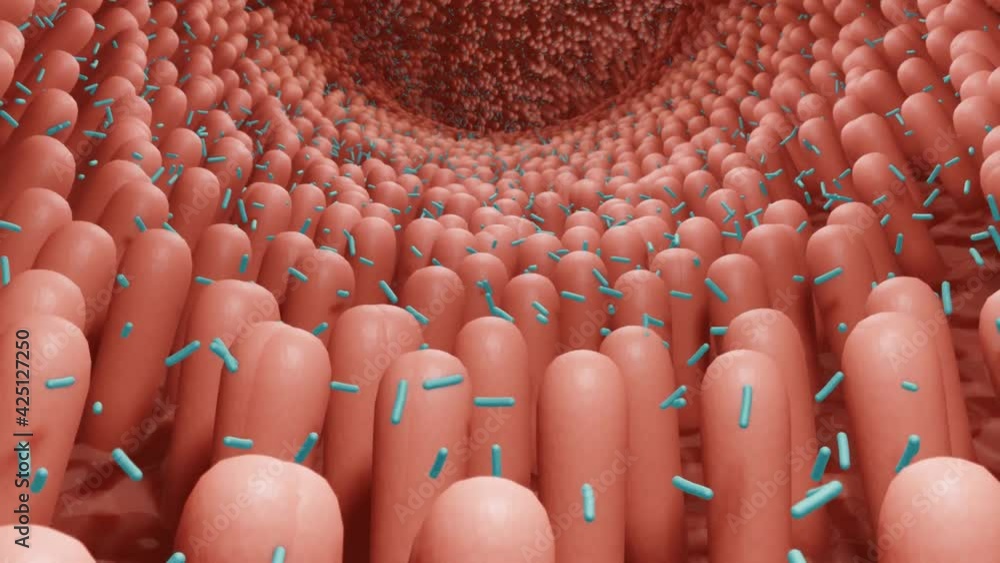 Microbiota, gut bacteria, probiotics helping the growth of healthy ...