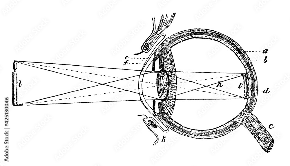 Path of light rays through the eye. Illustration of the 19th century ...
