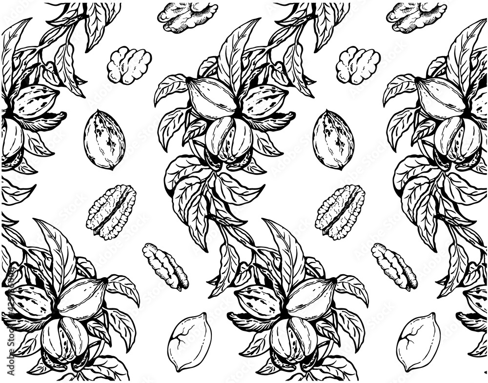 Drawing pattern of pecan nuts with leaves isolated on white background ...
