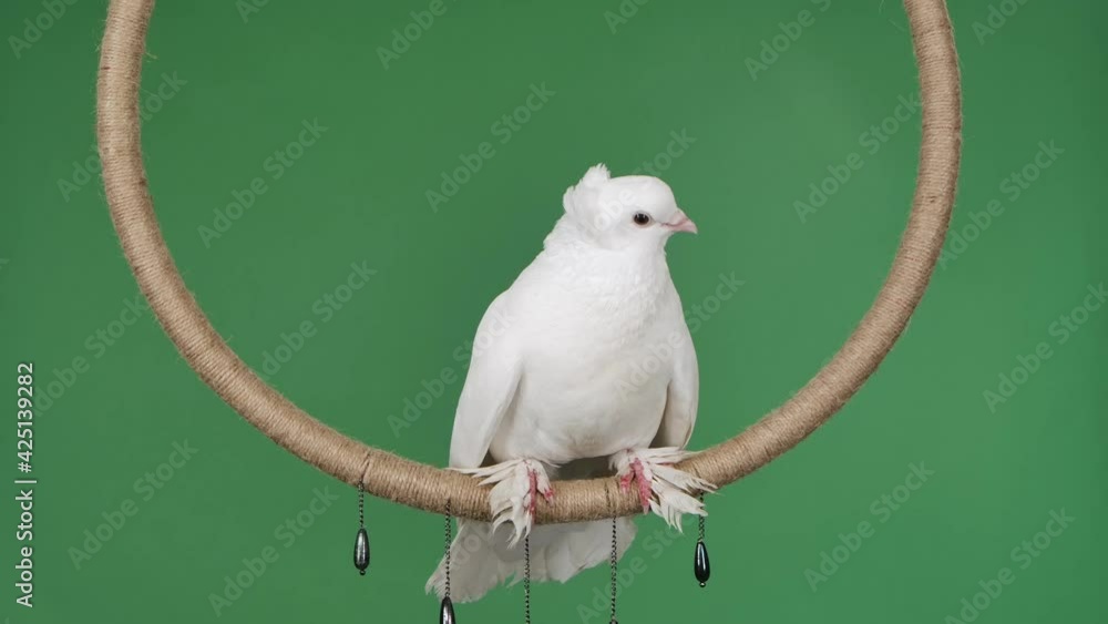 A real dove with beautiful white plumage sits on the ring and looks ...