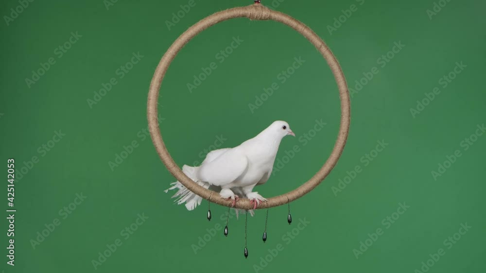 A real dove with beautiful white plumage sits on the ring and looks ...