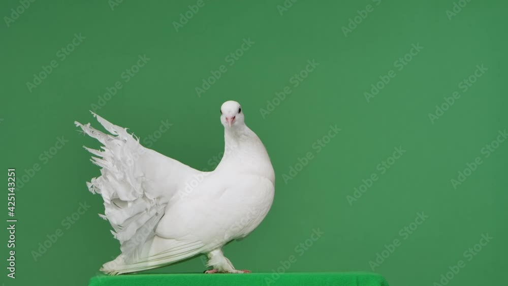 Side view of a beautiful dove with white feathers. Bird sits in studio ...
