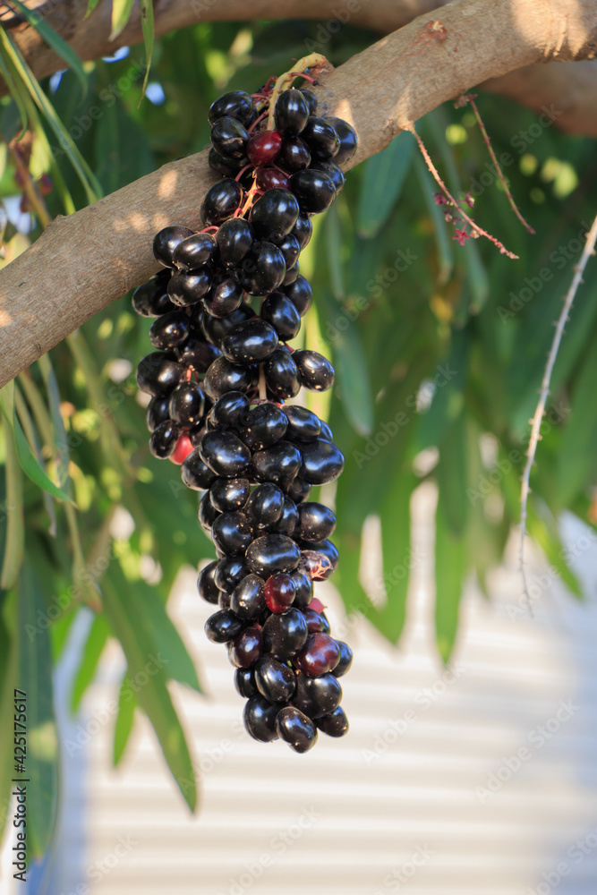 Luna Nut (Lepisanthes fruticosa Leenh) Thailand Fruit . Stock Photo ...