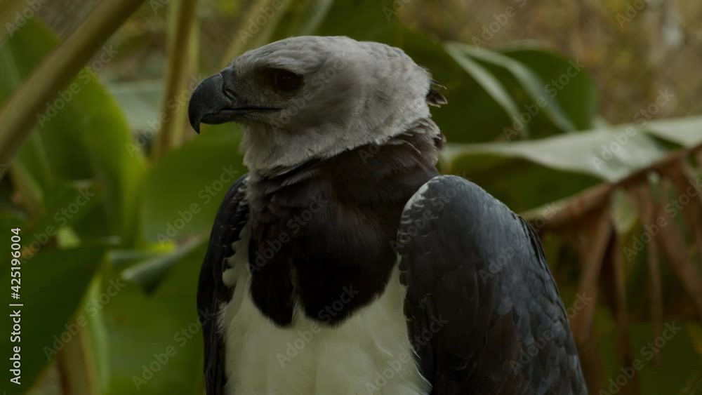 Harpia, ou gavião real, a maior ave de rapina das Américas / Harpy, or ...