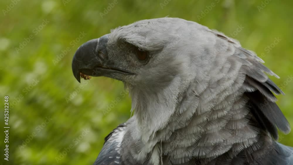 Close de uma Harpia, ou gavião real, a maior ave de rapina das Américas ...