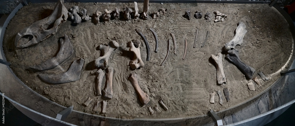 Dinosaur skeleton in ground stone Fossil Tyrannosaurus archaeological ...