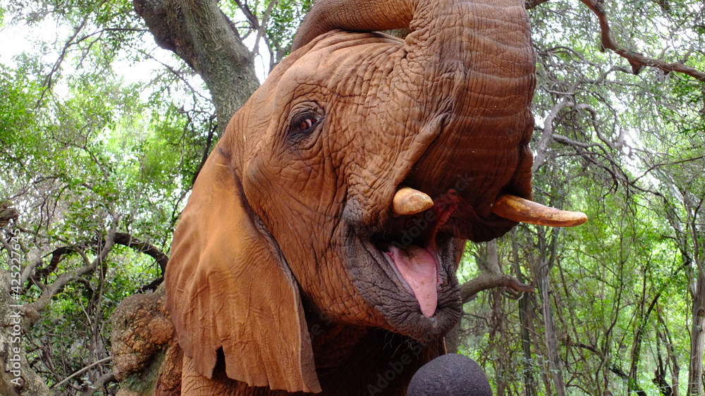 african elephant with open mouth in the jungle, shows tusk and tongue ...