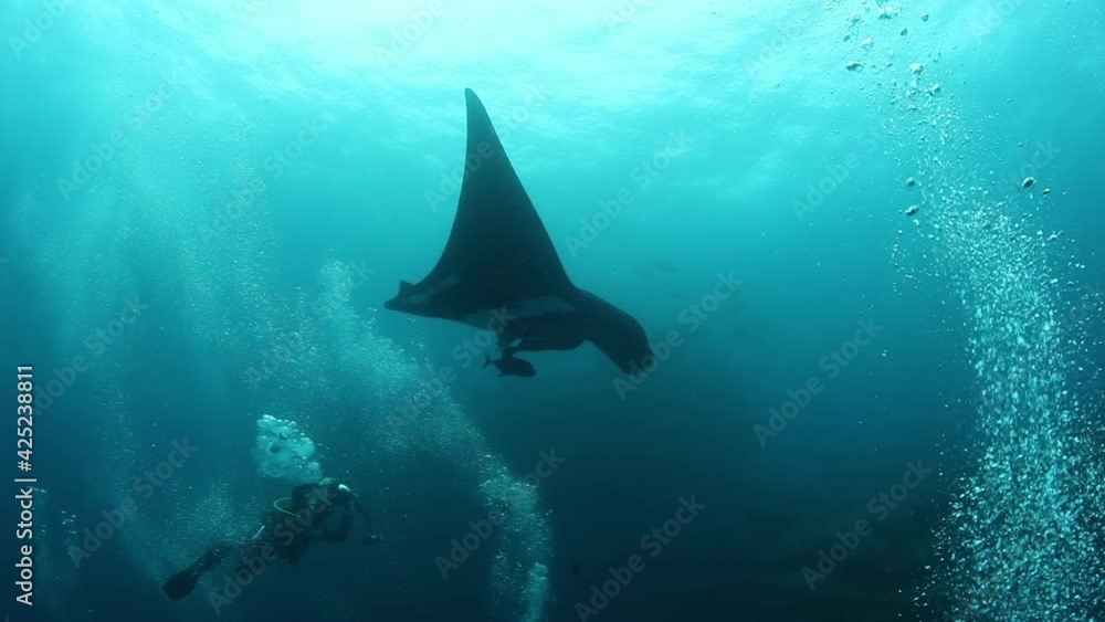 Gigantic Black Oceanic Manta fish floating on a background of blue ...