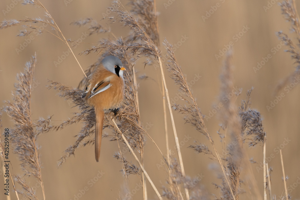 Bearded reedling (Panurus biarmicus) (male) eating the seeds of a reed ...