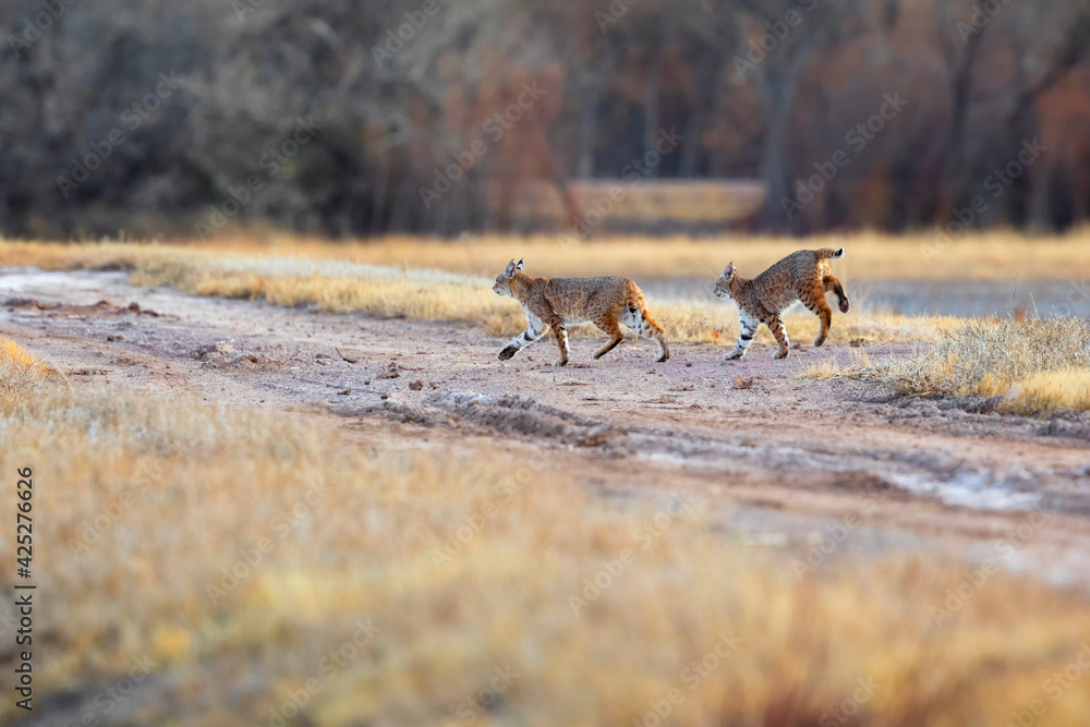 Wild bobcats from Bosque del Apache Wildlife Refuge. Wild mother bobcat ...