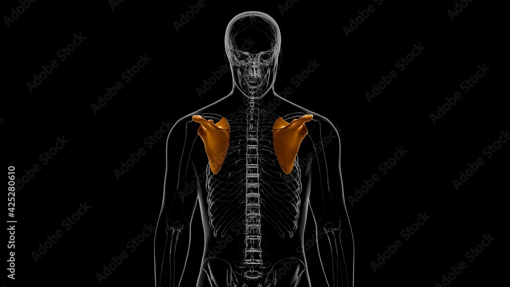 Human skeleton anatomy Scapula Bone 3D Rendering Stock Illustration ...