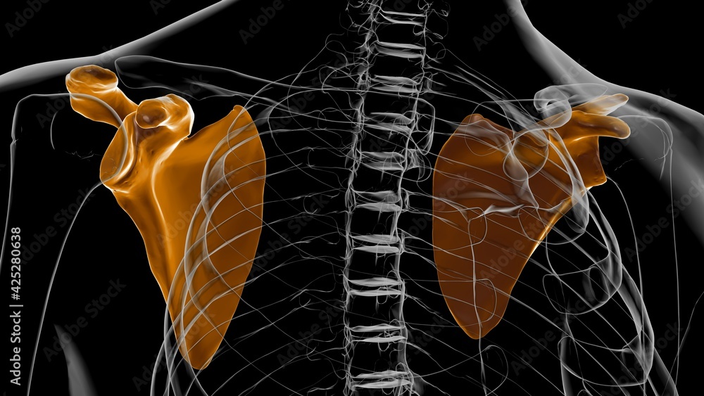 Human skeleton anatomy Scapula Bone 3D Rendering Stock Illustration ...