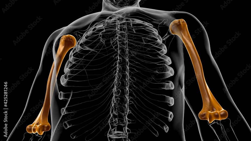 Human skeleton anatomy Humerus Bone 3D Rendering Stock Illustration ...