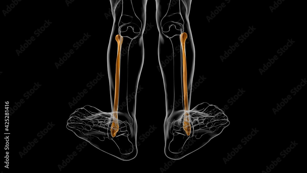 Human skeleton anatomy Fibula Bone 3D Rendering Stock Illustration ...