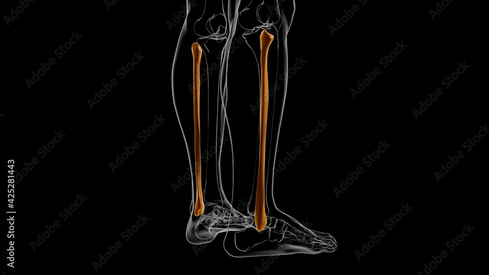 Human skeleton anatomy Fibula Bone 3D Rendering Stock Illustration ...