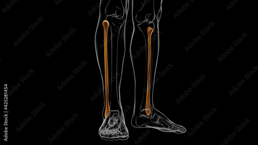Human skeleton anatomy Fibula Bone 3D Rendering Stock Illustration ...