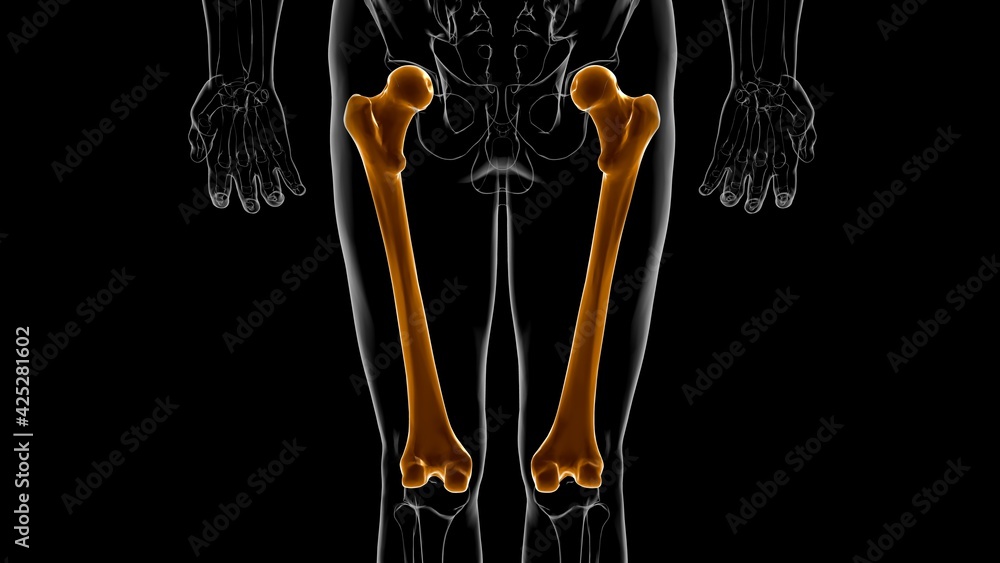 Human skeleton anatomy Femur Bone 3D Rendering Stock Illustration ...