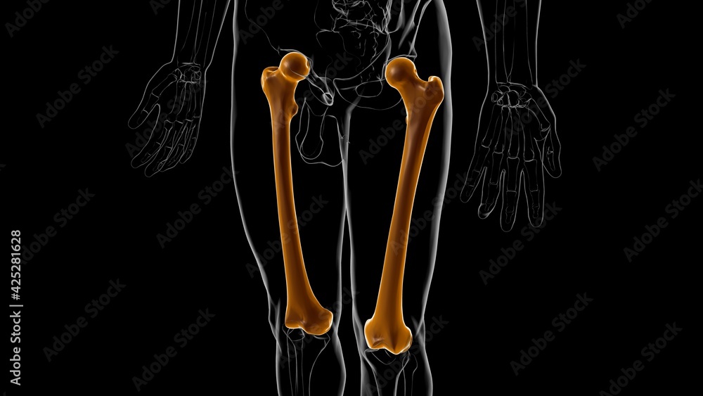 Human skeleton anatomy Femur Bone 3D Rendering Stock Illustration ...