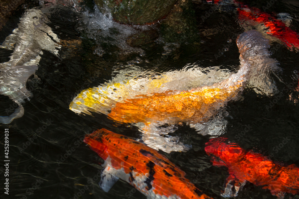 Many carp are colorful and beautiful, swimming in ponds in the front ...