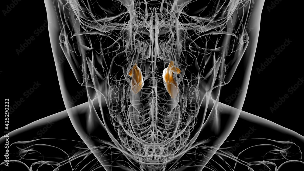 Human Skeleton inferior nasal concha Anatomy 3D Stock Illustration ...