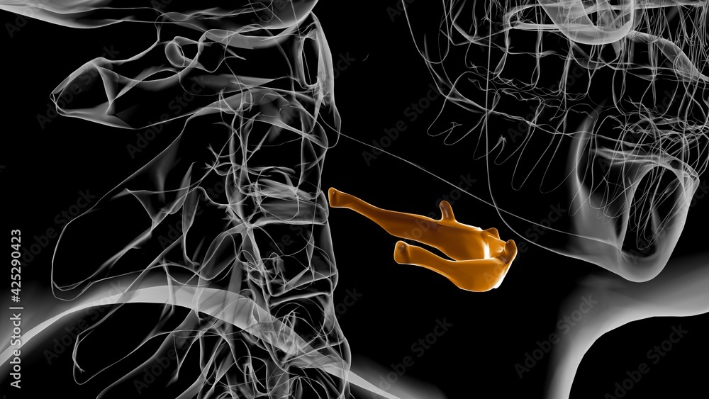 Human Skeleton Hyoid bone Anatomy For Medical Concept 3D Stock ...