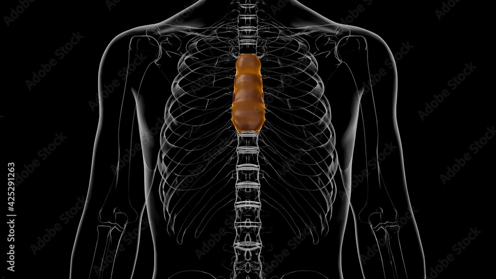 Human Skeleton Body of Sternum Bone Anatomy For Medical Concept 3D ...