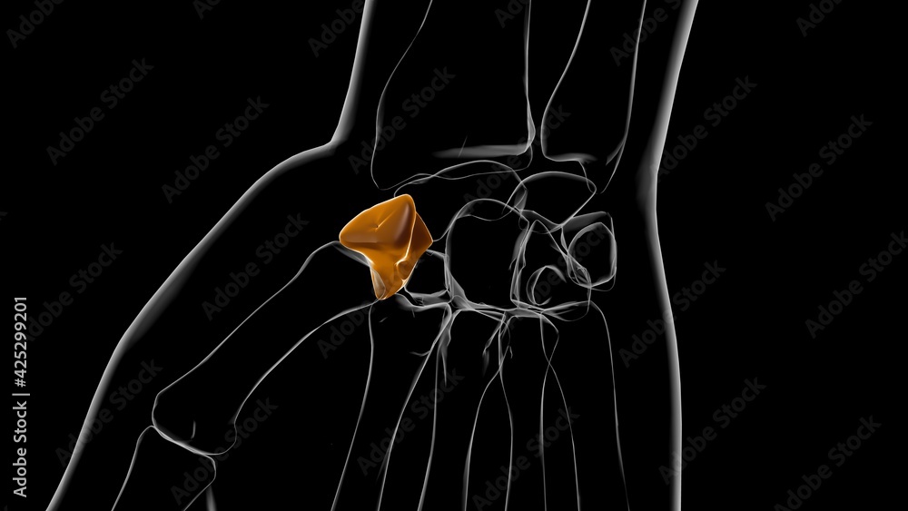 Human Skeleton Trapezium bone Anatomy 3D Stock Illustration | Adobe Stock