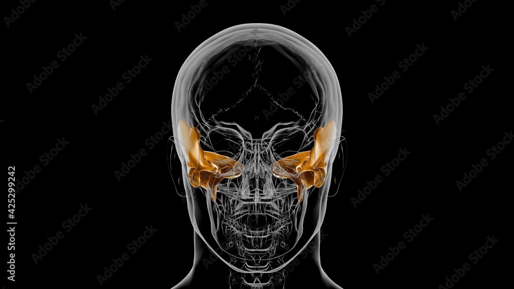 Human Skeleton Skull Temporal Bone Anatomy For Medical Concept 3D Stock ...