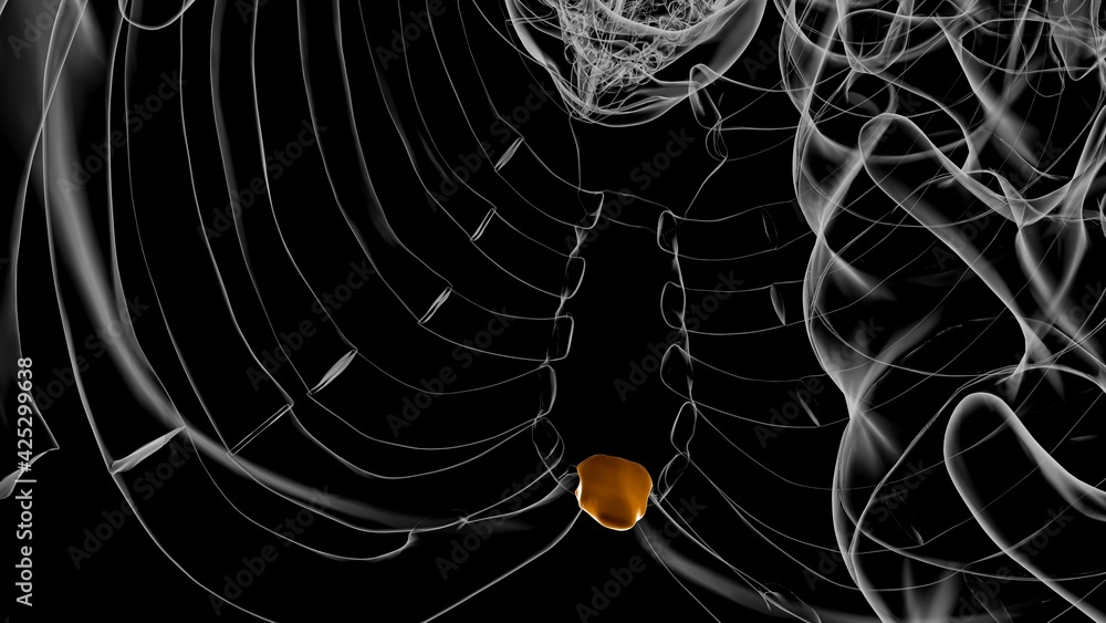 Human Skeleton Xiphoid process Anatomy 3D Stock Illustration | Adobe Stock