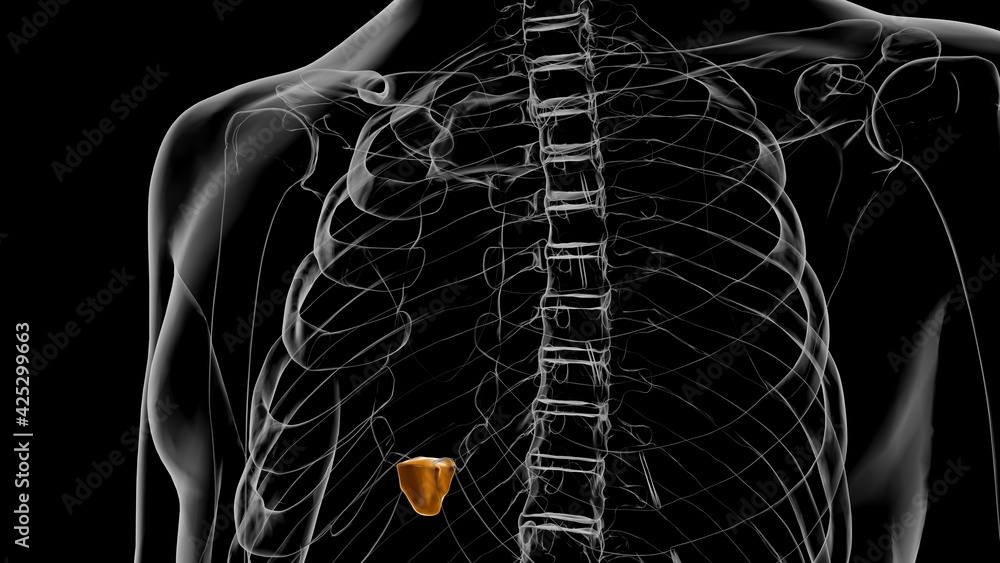 Human Skeleton Xiphoid process Anatomy 3D Stock Illustration | Adobe Stock
