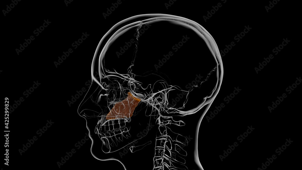 Human Skeleton Vomer bone Anatomy 3D Stock Illustration | Adobe Stock