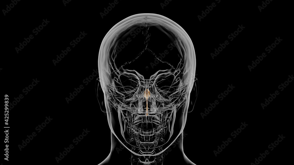 Human Skeleton Vomer bone Anatomy 3D Stock Illustration | Adobe Stock