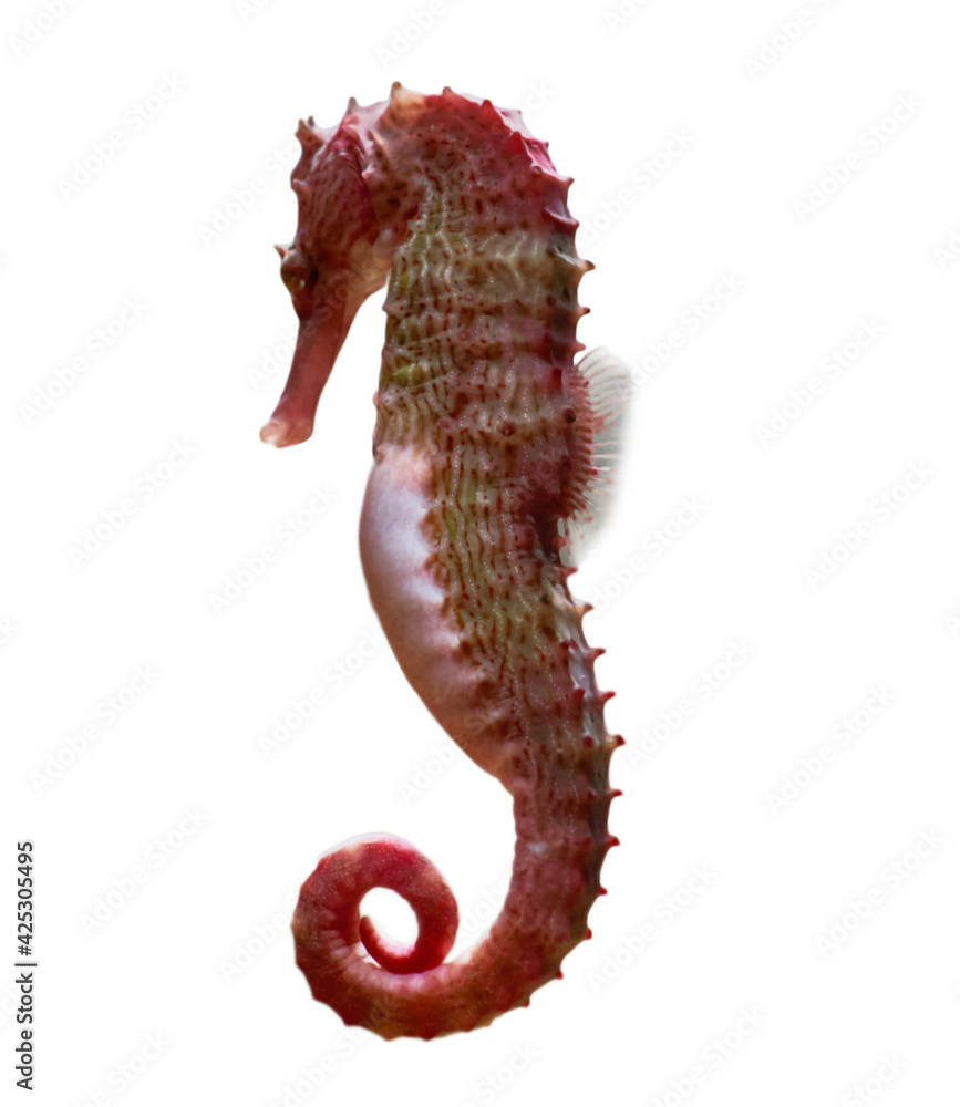 Red Seahorse