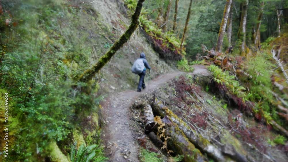 Woman traveler trekking the kepler track in New Zealand mountain path ...