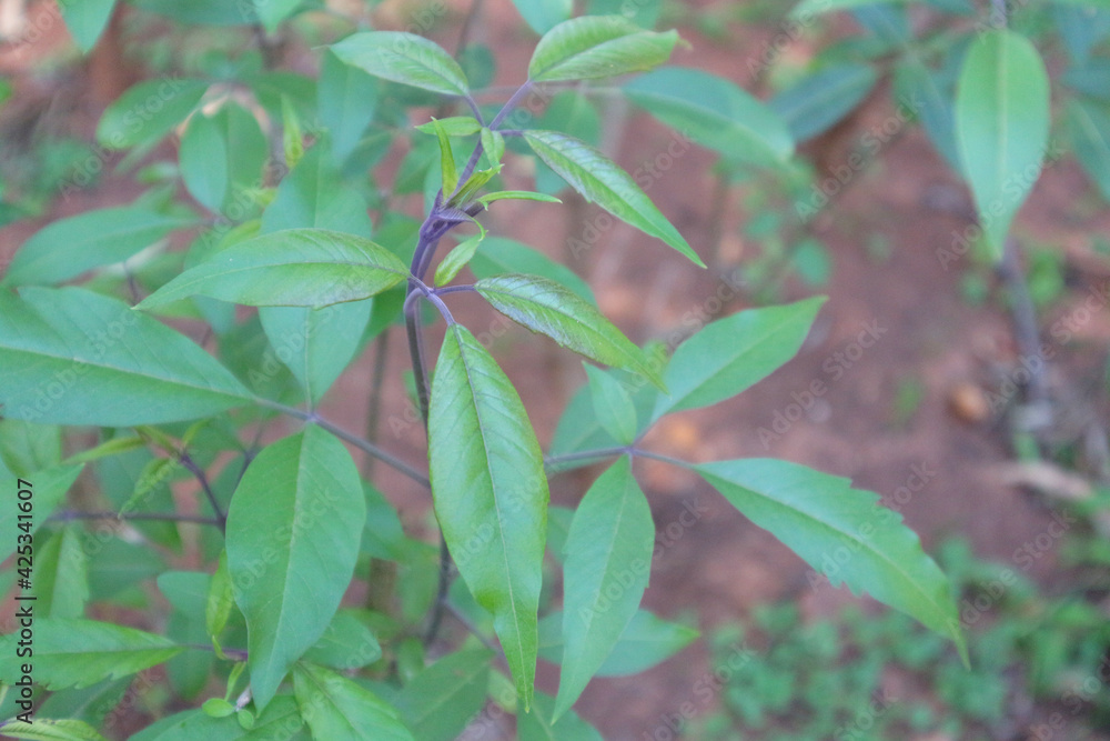 Vitex negundo, commonly known as the Chinese chastetree, five-leaved ...