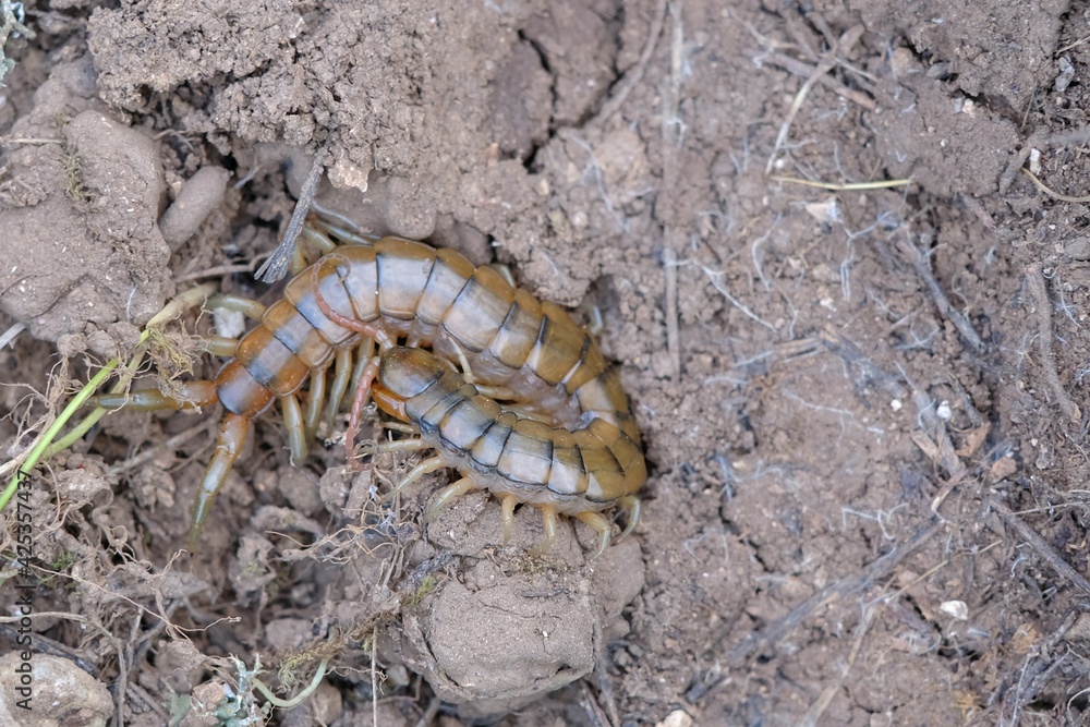 scolopendra, banded centipede or Mediterranean banded centipede Stock ...