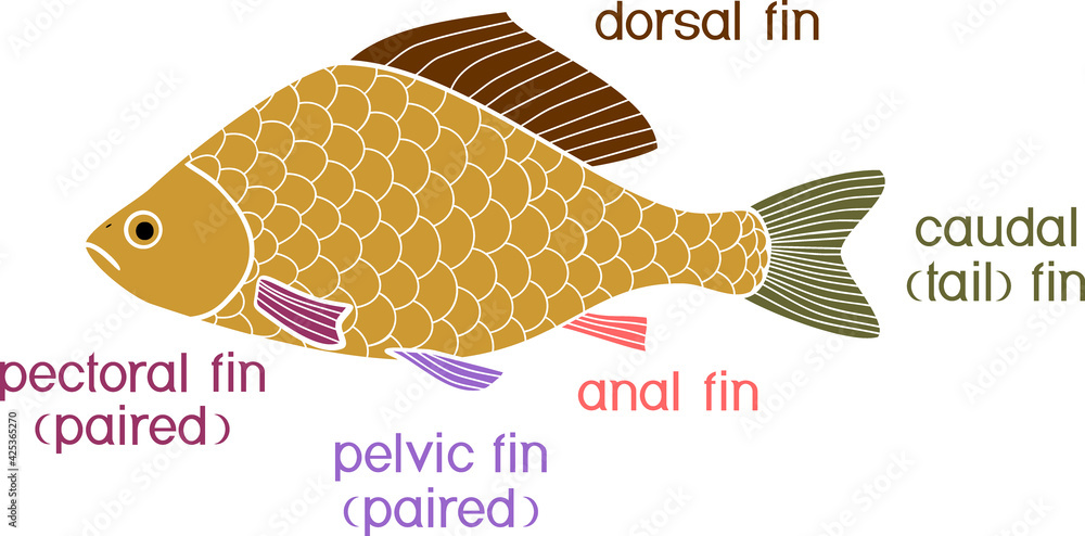 Different types fish fins isolated on white background Stock Vector ...