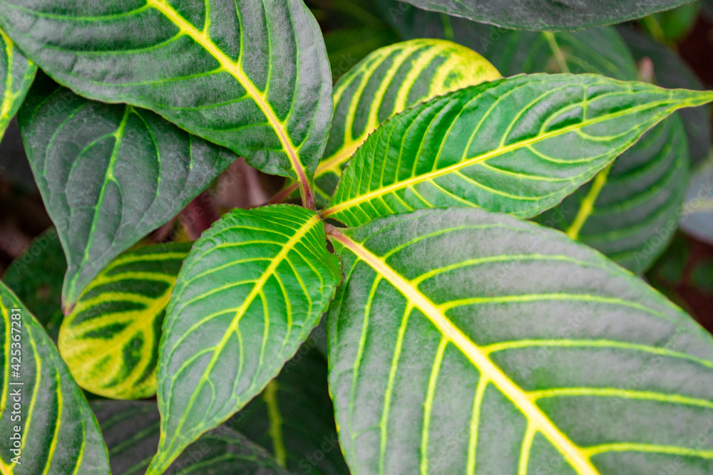 Top view to Sanchezia speciosa Leonard plant. Close-up of vivid green ...