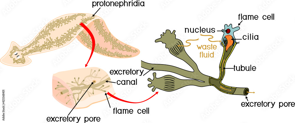 Planaria with excretory system (protonephridia) isolated on white ...