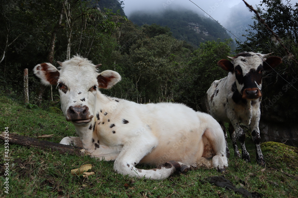Two white and brown happy cows are in the field, making funny faces and ...