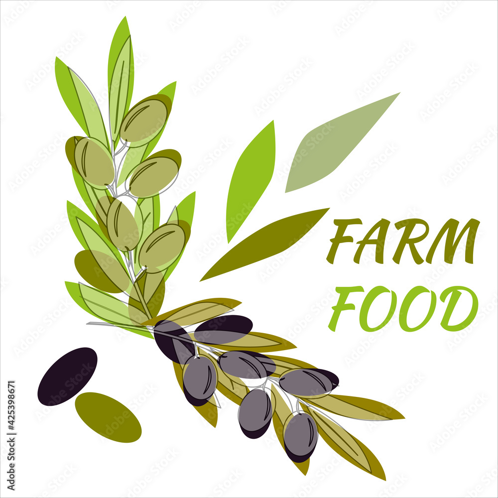 Olive tree branches with green and ripe olives. Vector illustrations in ...