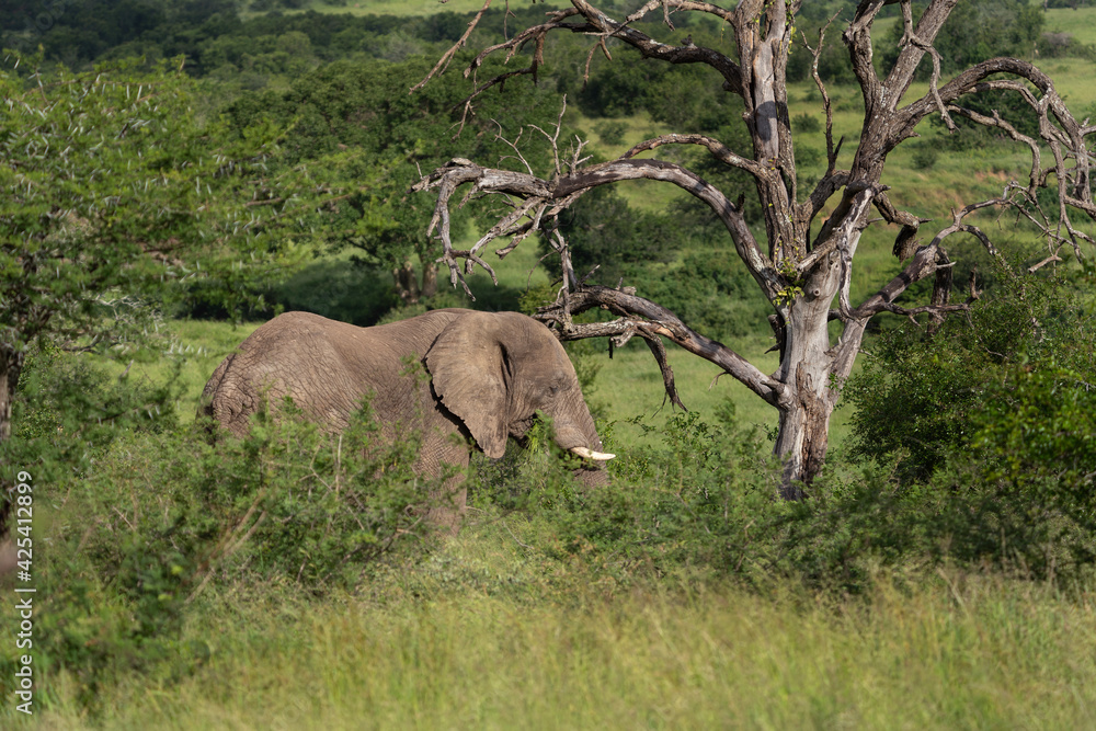 African elephant eating in the bushes. African safari in the Hluhluwe ...