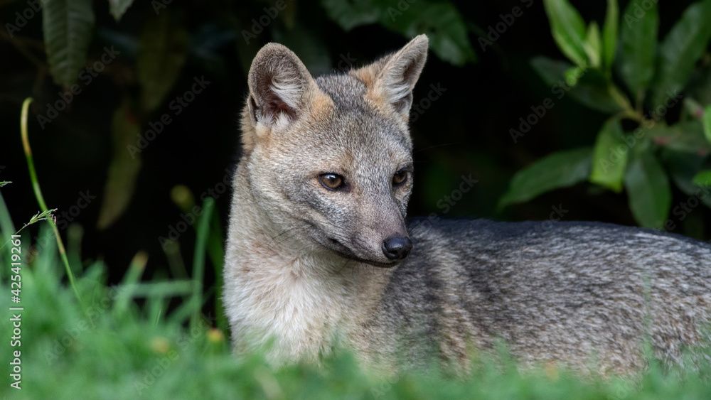 Crab-eating Fox, (Cerdocyon thous), Zorro cangrejero., es uno de los ...