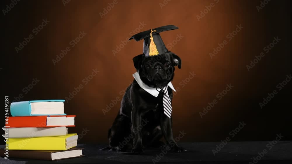 Vidéo Stock Portrait of an intelligent pug in a square academic cap and ...