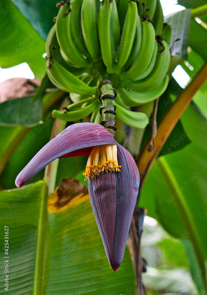 planta de guineo Stock Photo | Adobe Stock