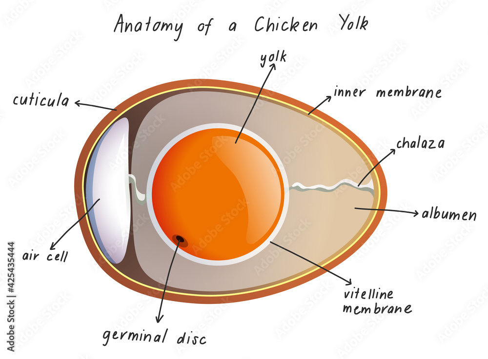 Anatomy of a Chicken Yolk Stock Vector | Adobe Stock