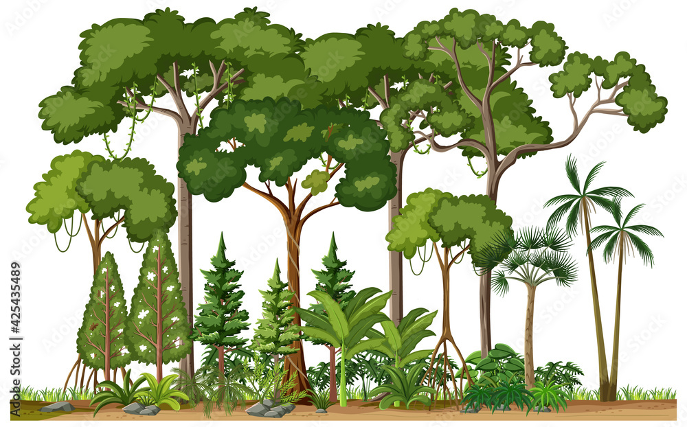 Set of different rainforest trees on white background Stock Vector ...